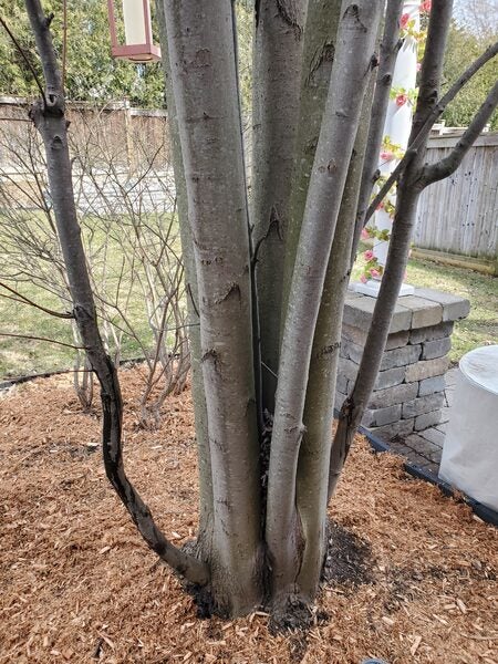 Maple tree too close and needs to be cut down? - RedFlagDeals.com Forums