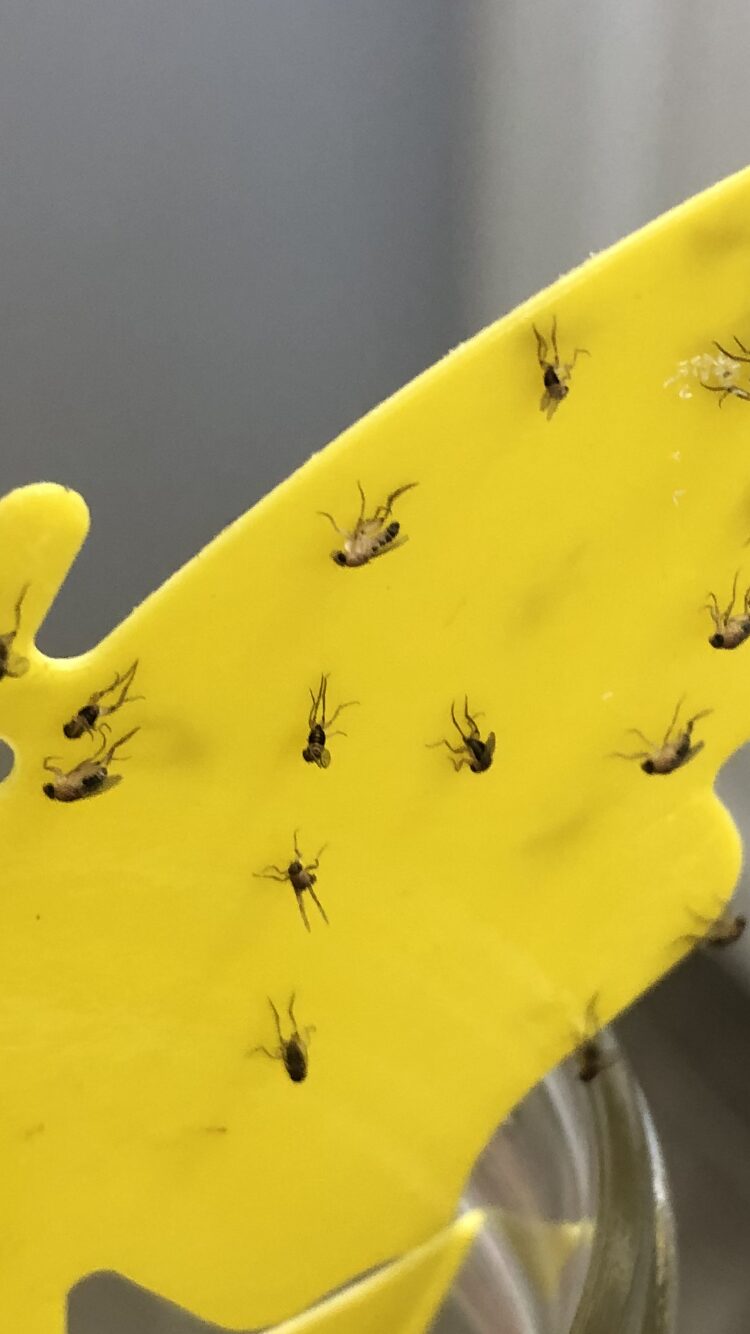 Gnat Infestation - RedFlagDeals.com Forums