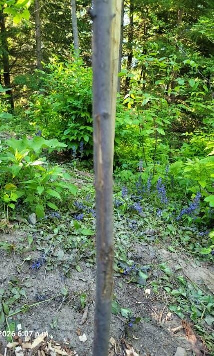 Small Tree Trunk Damaged Bark - RedFlagDeals.com Forums